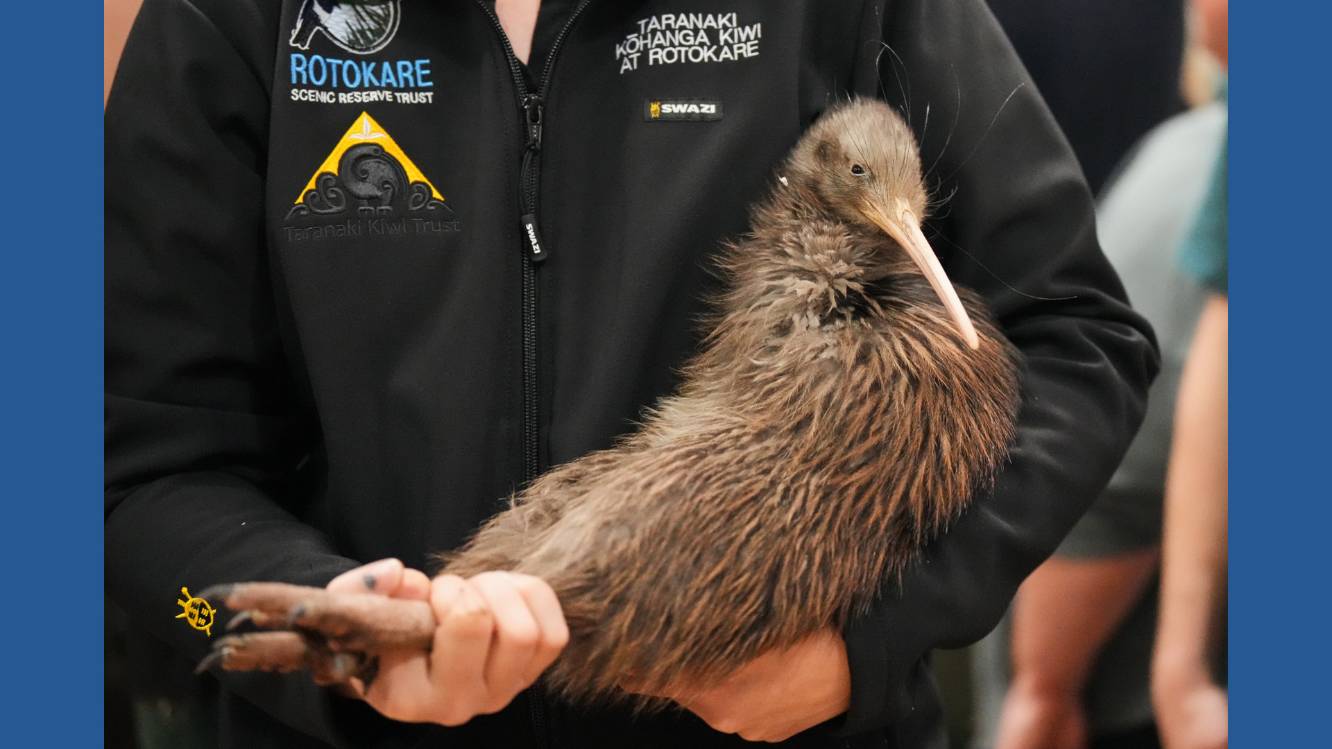 A citizen campaign returns iconic kiwi birds to New Zealand's capital ...