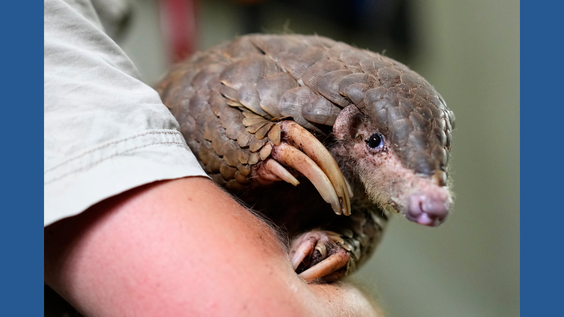 These shy, scaly anteaters are the most trafficked mammals in the world ...