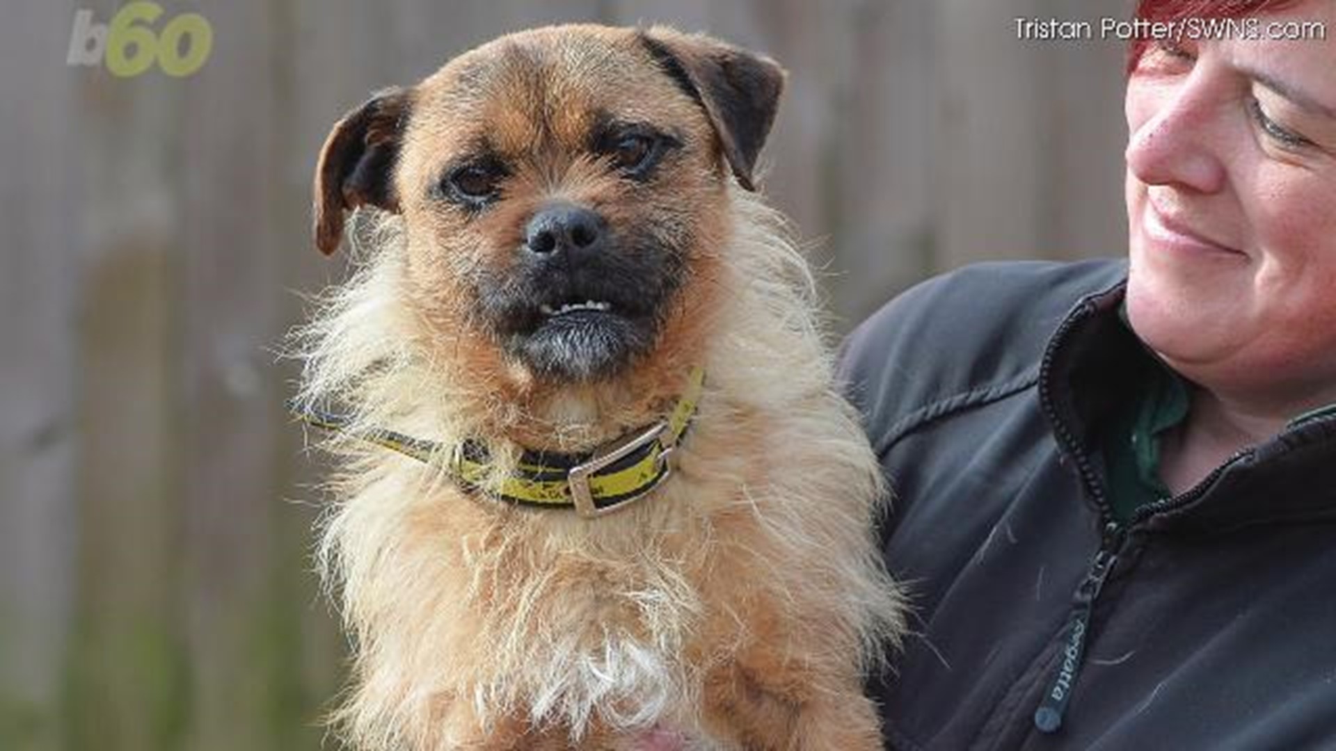 Did Shakespeare Like Dogs