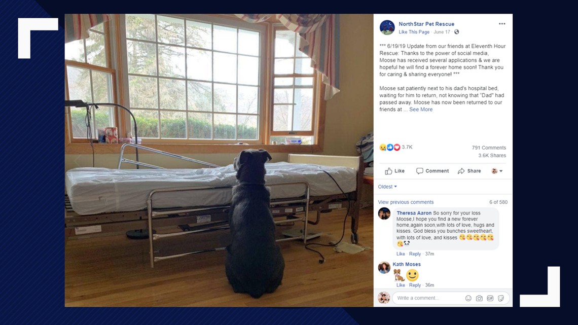 Dog's adoption requests roll in after photo shows him waiting for dead ...