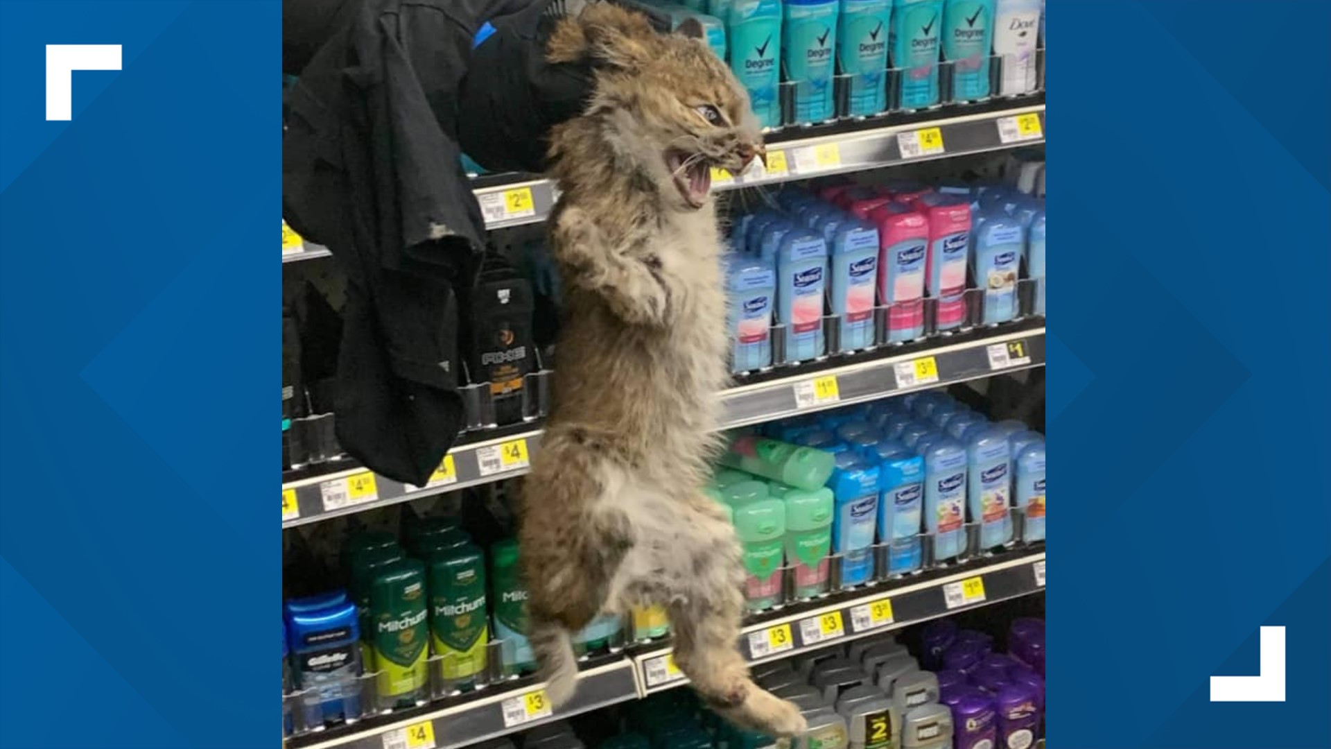 Bobcat fighting mad after being removed from Dollar General store ...