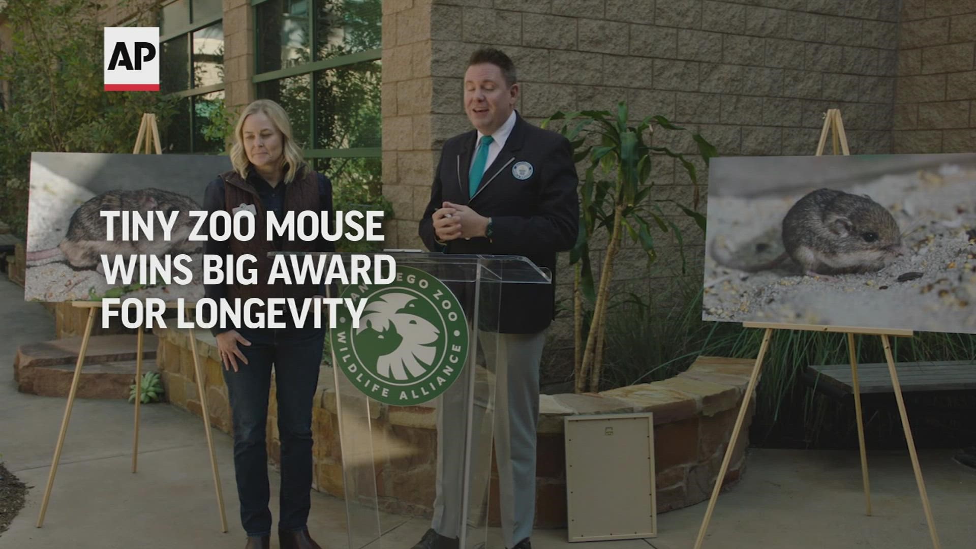 Oldest mouse? San Diego zoo mouse gets Guinness World Record | khou.com
