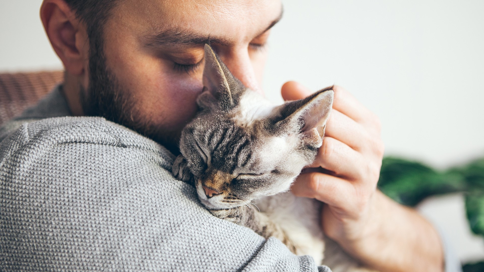 Cats have arthritis pain management drug for first time | khou.com