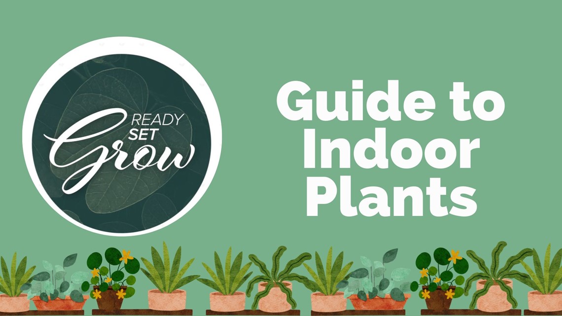Ready, Set, Grow | Guide to indoor plants | khou.com