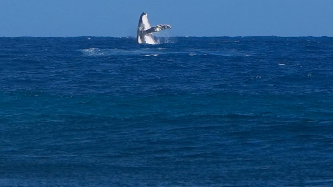 Whale breach seen during Paris Olympics surfing semifinal | khou.com