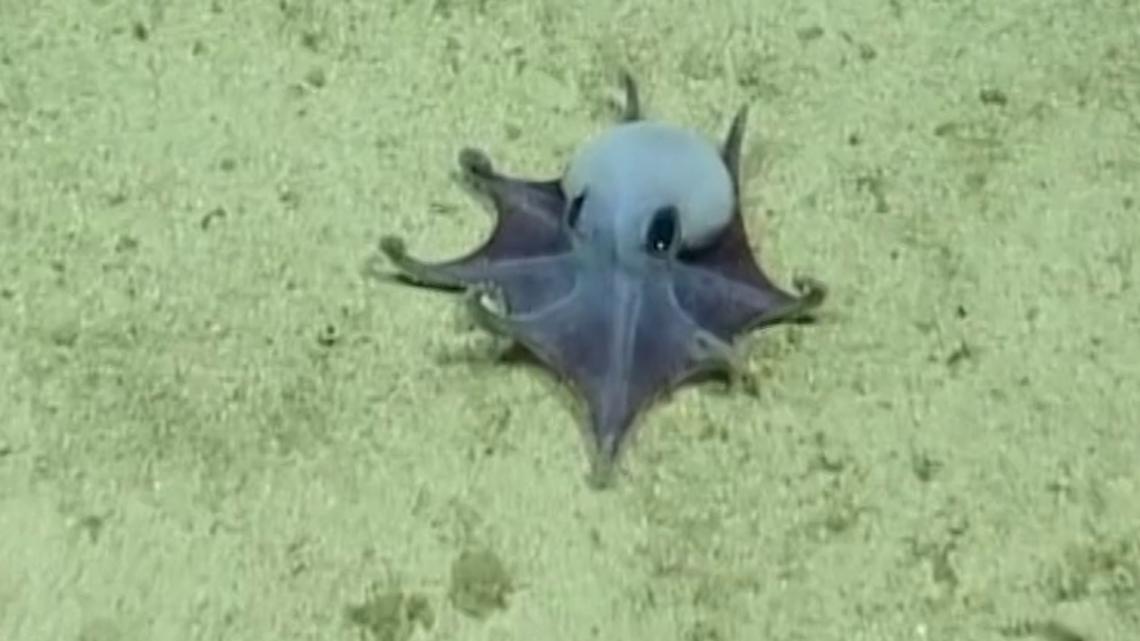 Scientists discovered a new type of octopus. It's bright blue and the ...