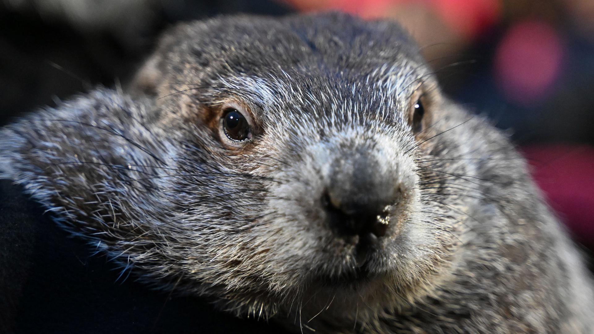 How accurate are Punxsutawney Phil's Groundhog Day predictions? | khou.com