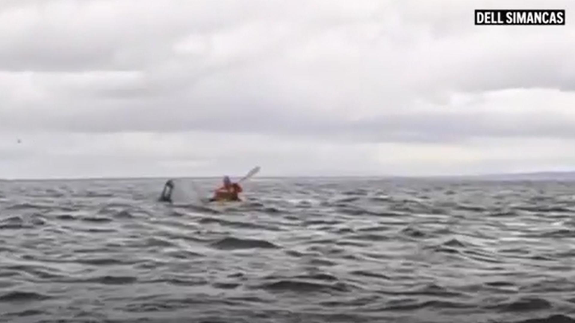 WATCH: Kayaker swallowed by whale off Chile escapes unharmed | khou.com