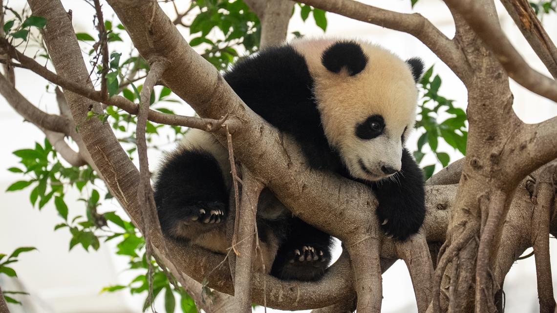 Hong Kong pandas Jia Jia and De De delight visitors | khou.com