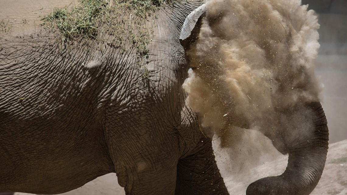 VERIFY: Did elephants get drunk on corn wine while humans were social ...