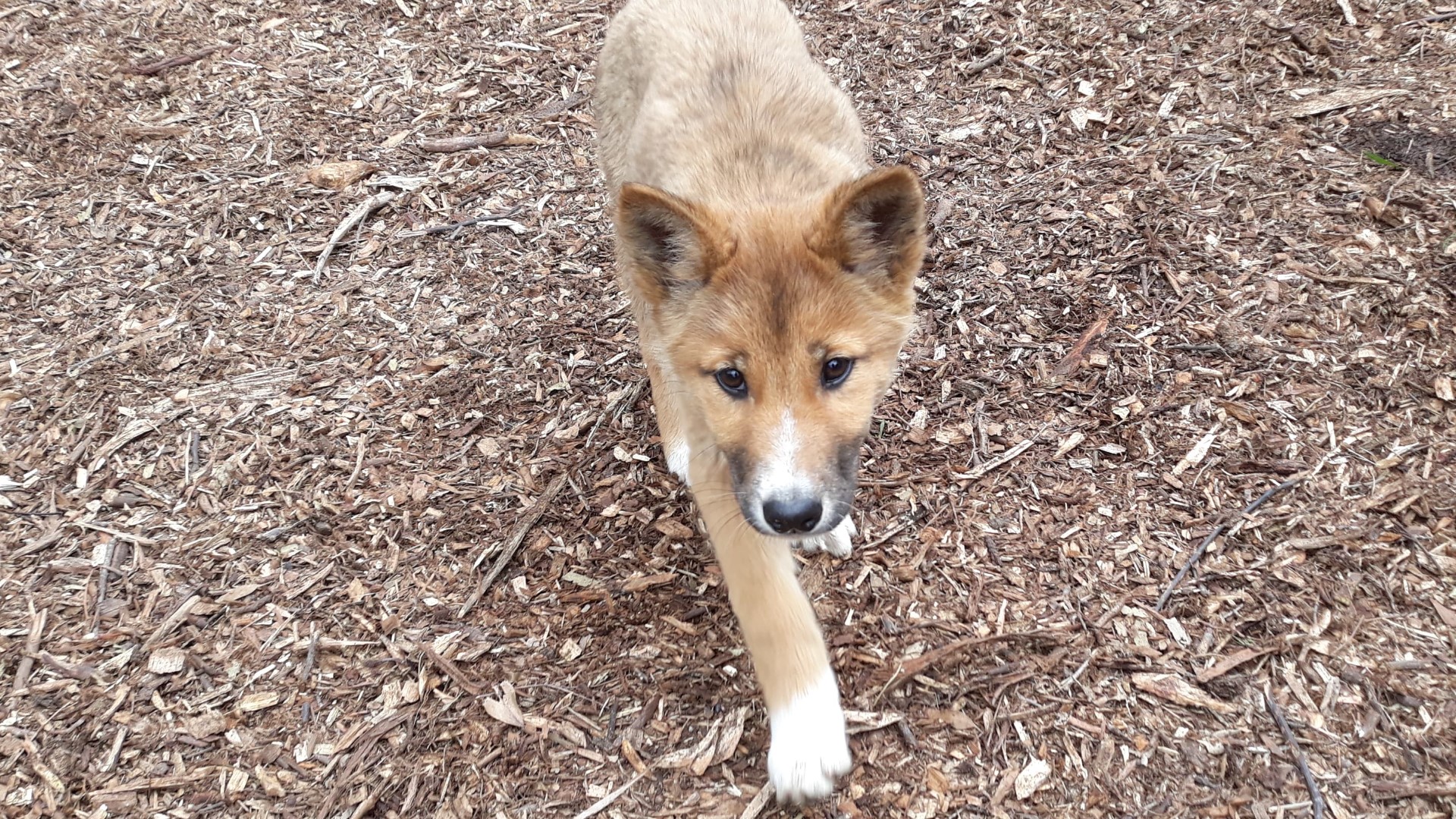 Endangered dingo believed to be dropped by eagle into backyard | khou.com