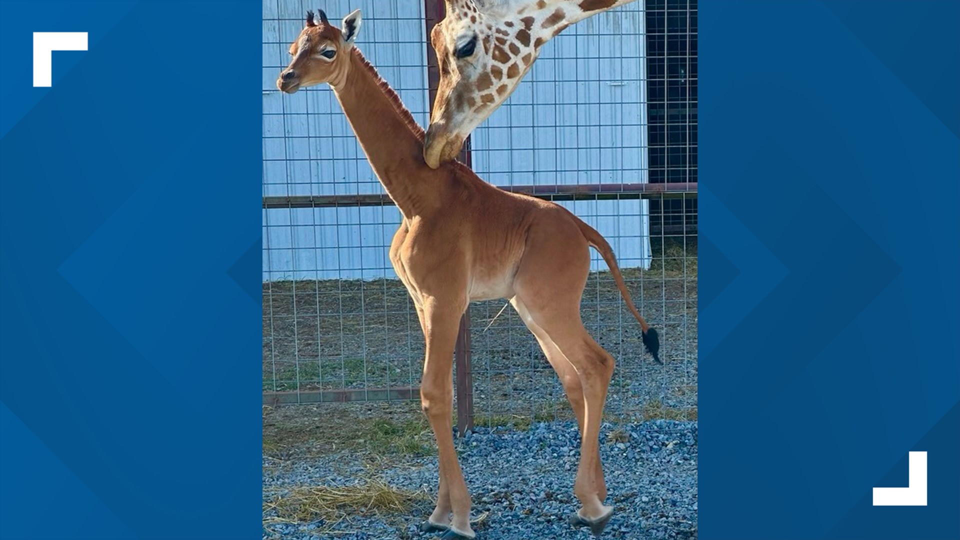 Spotless giraffe born at Tennessee zoo, how to help name her | khou.com