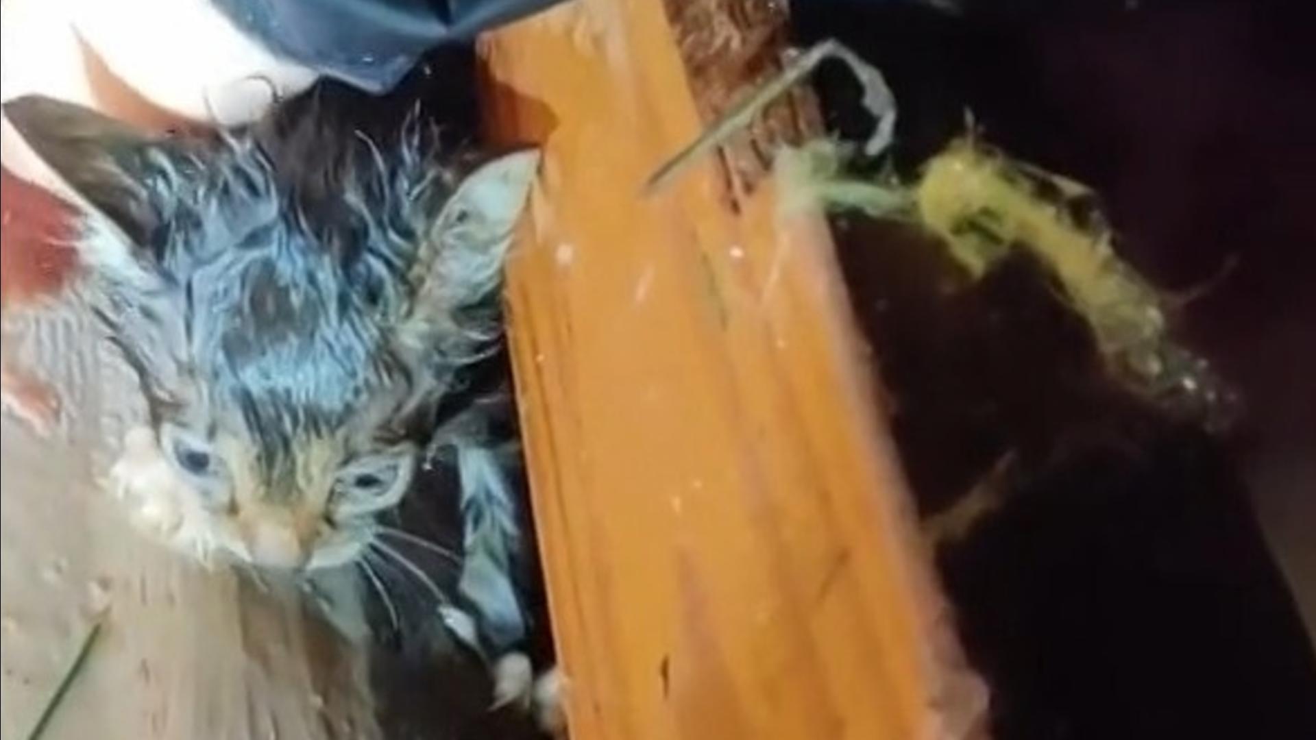 'He's still alive!' | Faint meow in tornado rubble leads to stunning ...