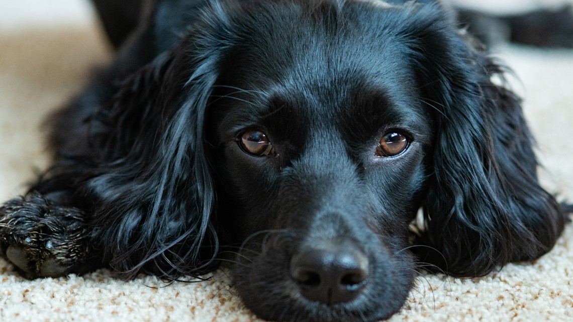 Spaniel with 6 legs gets extra limbs surgically removed | khou.com