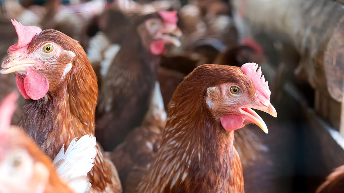 Group of 3,000 chickens ‘gang up’ to kill intruding fox on French farm ...