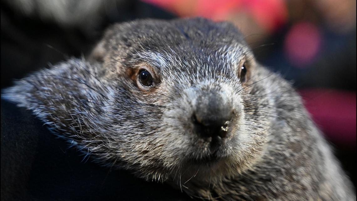 Groundhog Day 2026: Did Punxsutawney Phil see his shadow? | khou.com