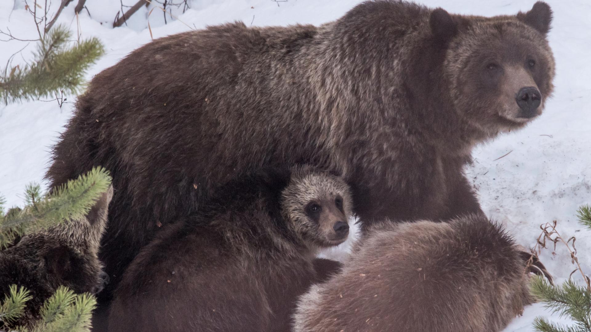 World famous Grizzly Bear No. 399 killed by vehicle in Wyoming | khou.com