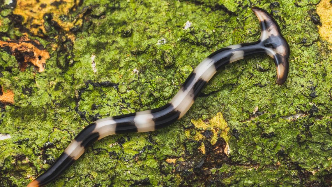 These worms are not just toxic. They're a threat to your garden | khou.com