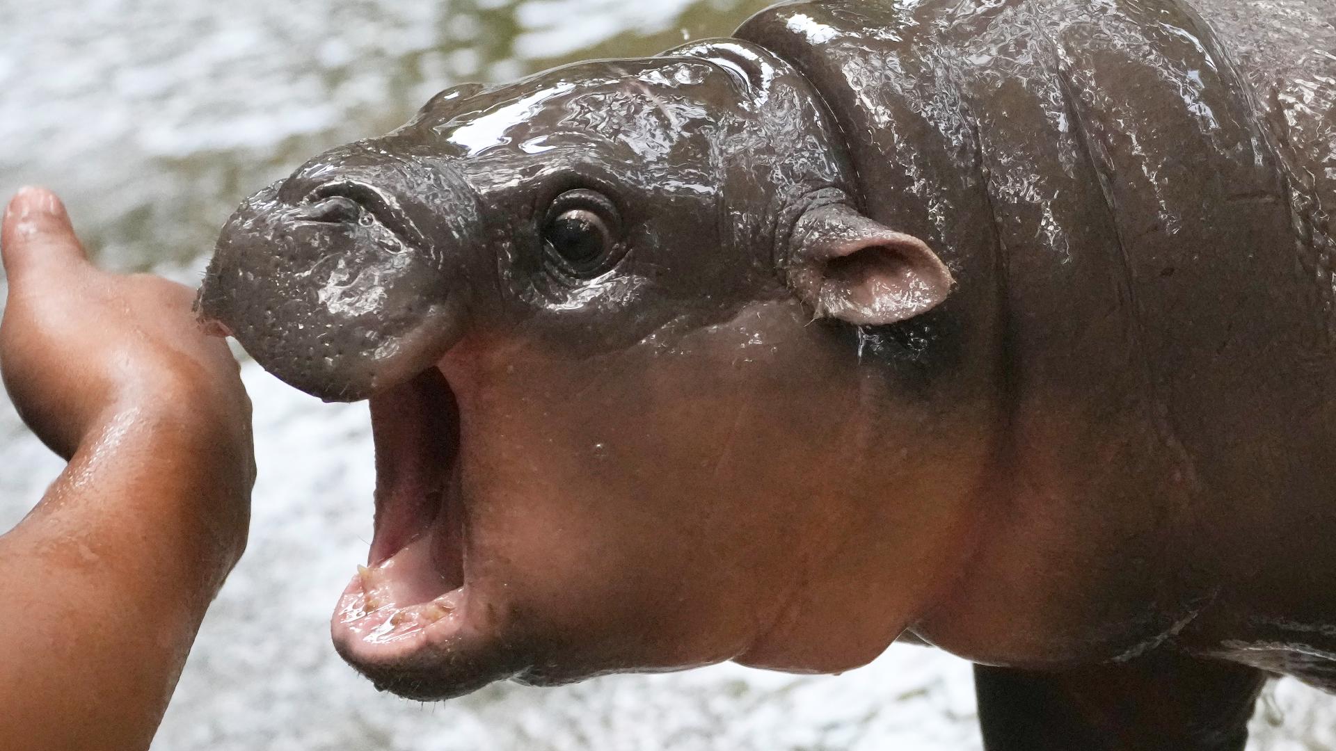 Moo Deng: Baby pygmy hippo becomes TikTok sensation | khou.com