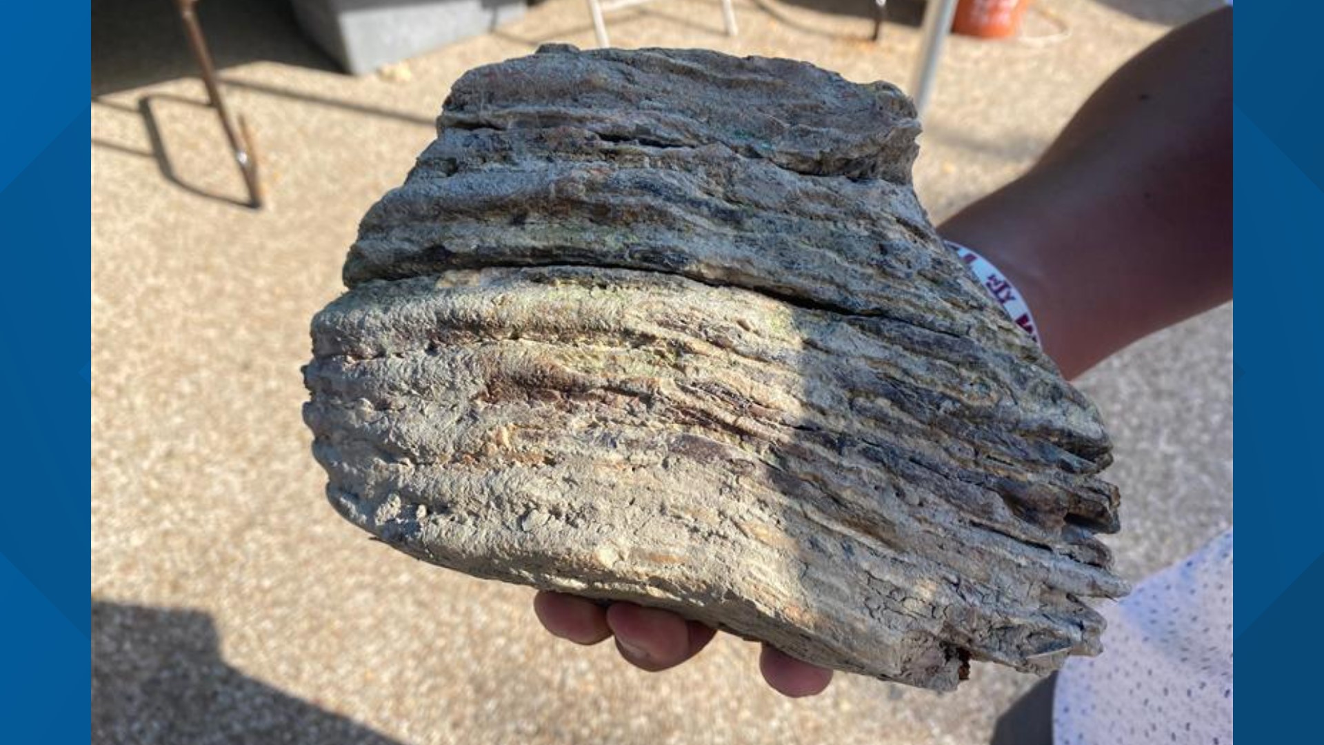 Central Texas man finds mammoth tooth in Waco area | khou.com