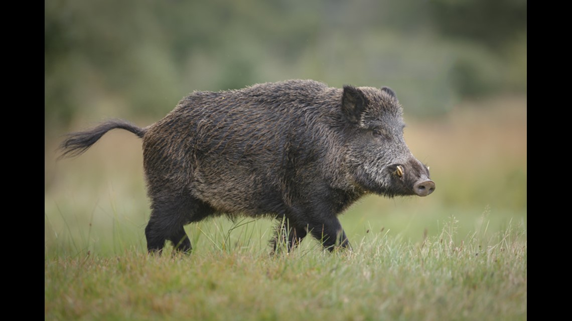 270-pound wild boar captured in San Antonio backyard | khou.com