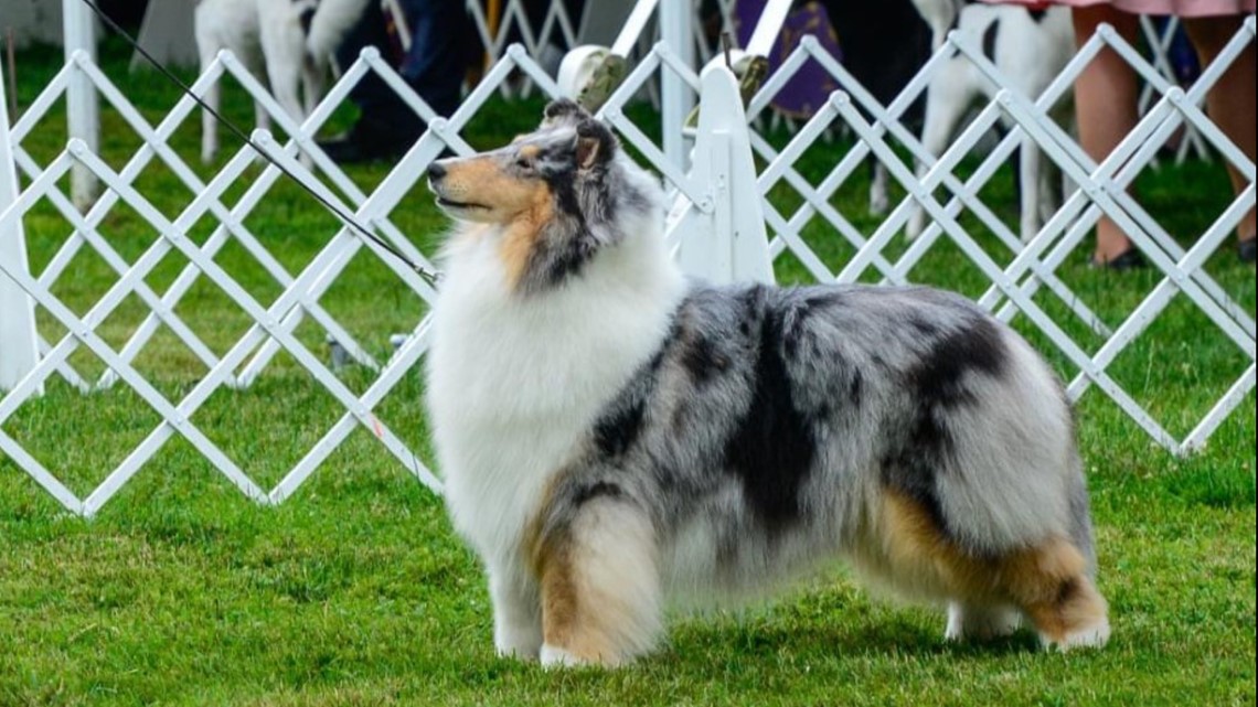 Texas dog wins Best Collie at Westminster Kennel Club Dog Show | khou.com