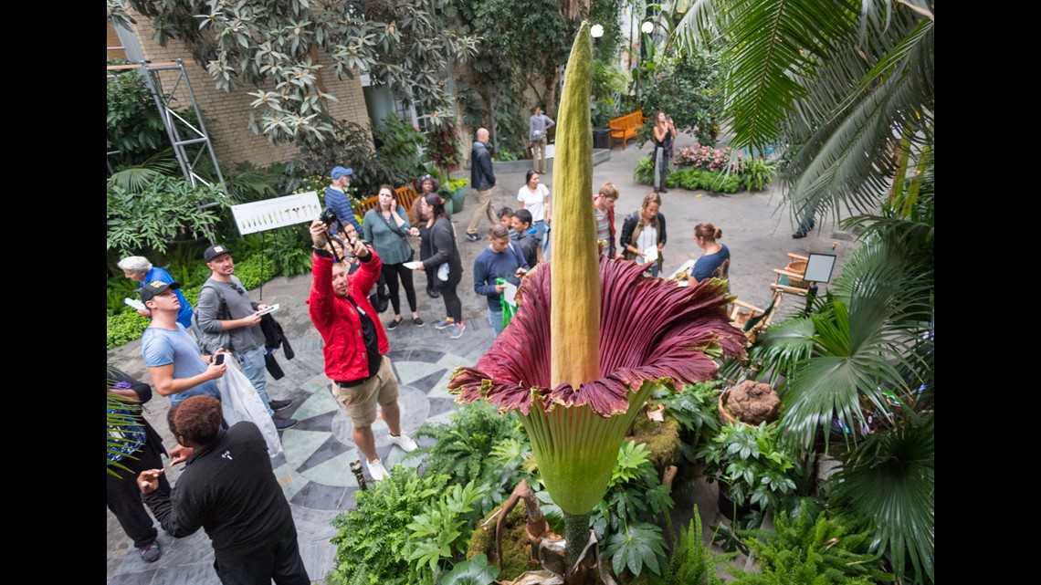 9 things to know about the corpse flower | khou.com