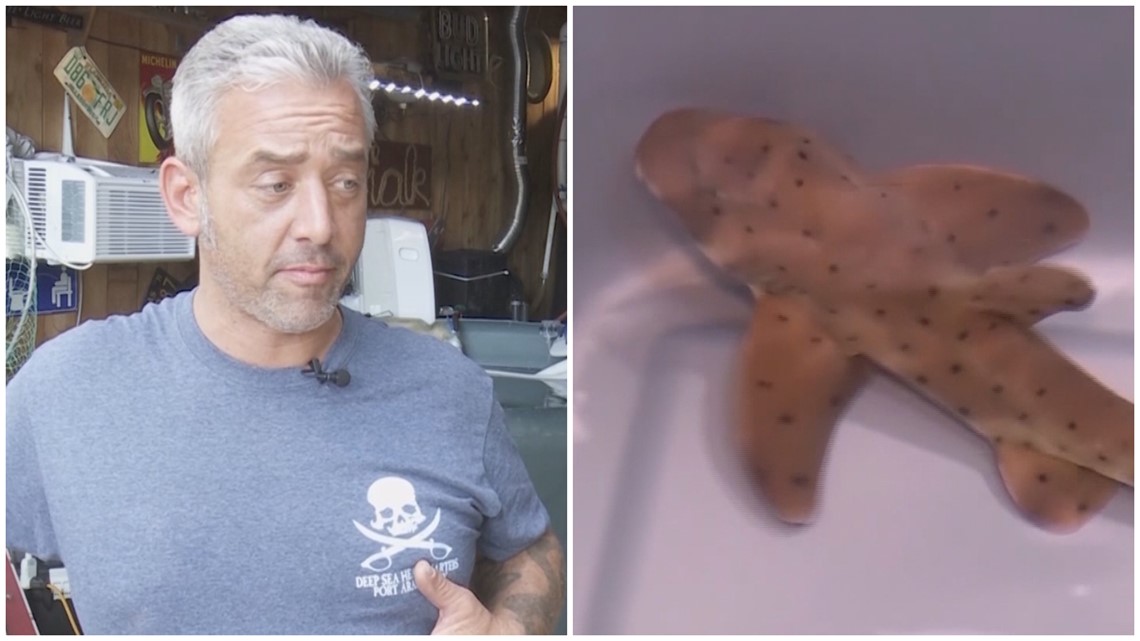 EXCLUSIVE: Accused shark thief says he was trying to save the shark ...