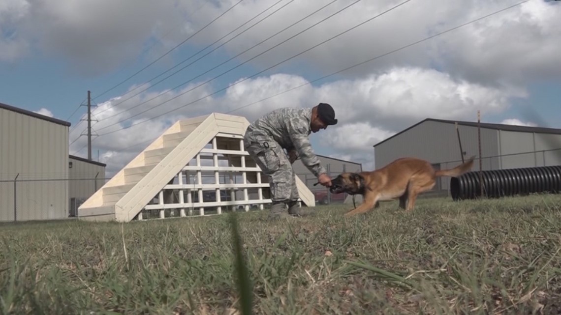 Dogs seized in FBI raid getting second chance to help people | khou.com