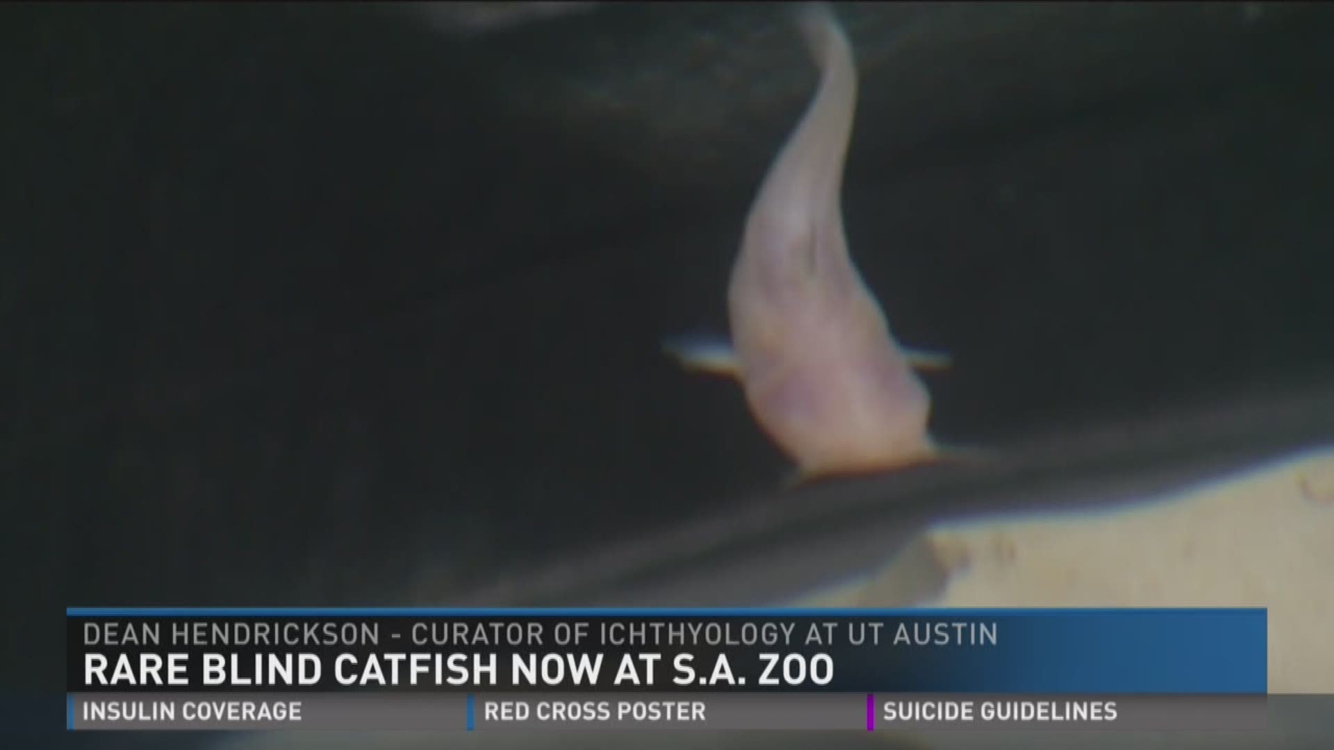 Rare, blind catfish find home at S.A. Zoo | khou.com