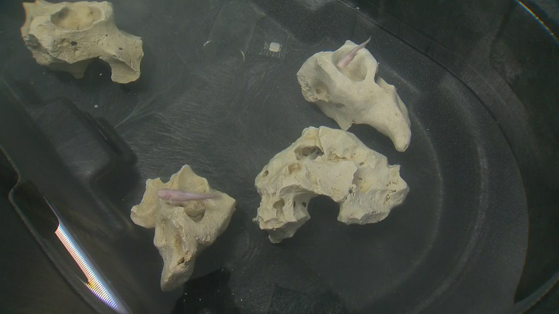 Rare, blind catfish find home at S.A. Zoo | khou.com