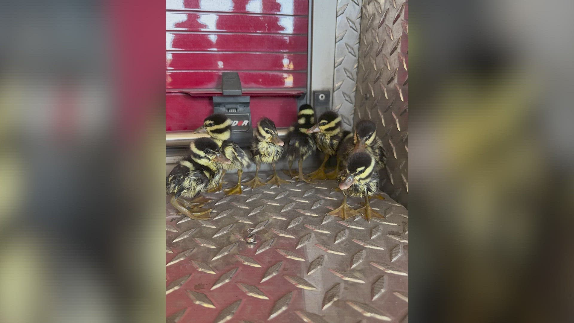 Adorable baby ducks rescued from storm grate by SAFD | khou.com
