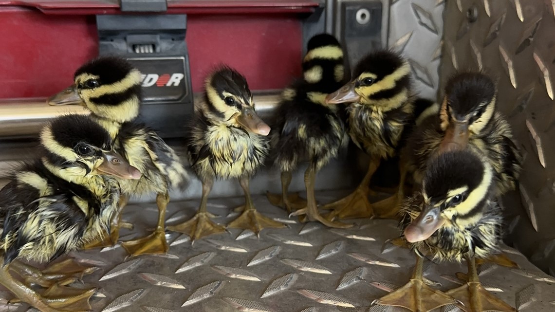 Adorable baby ducks rescued from storm grate by SAFD | khou.com