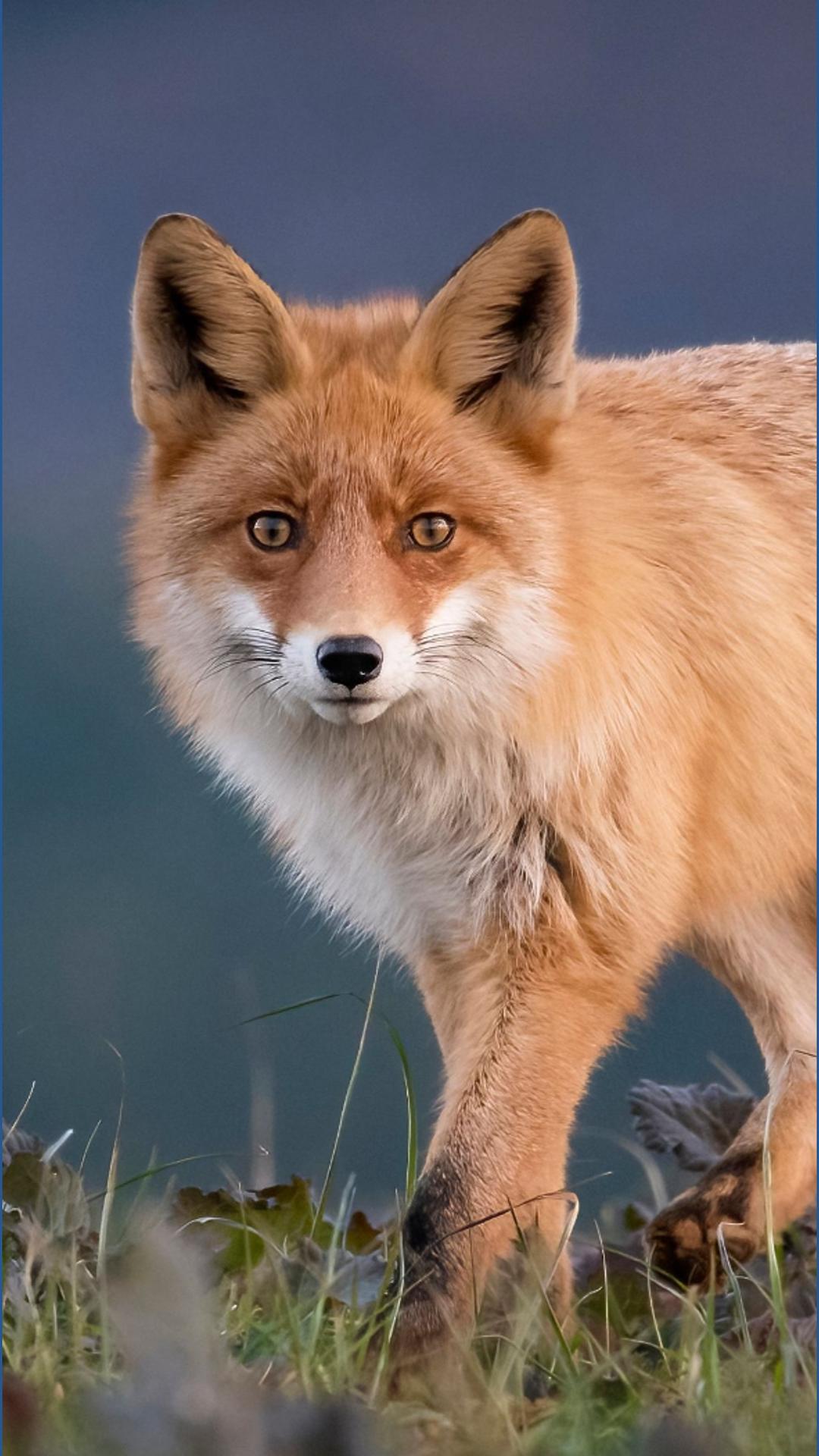 Second fox tests positive for rabies in north Bexar County | khou.com