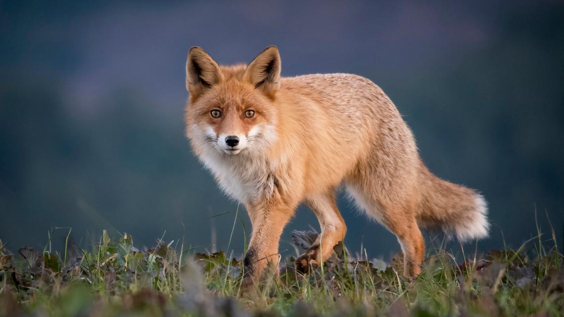 Second fox tests positive for rabies in north Bexar County | khou.com