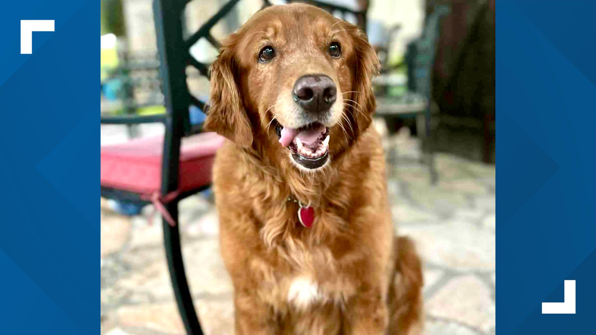 Kerrville flood: Lost dog Goldie found by rescue team | khou.com