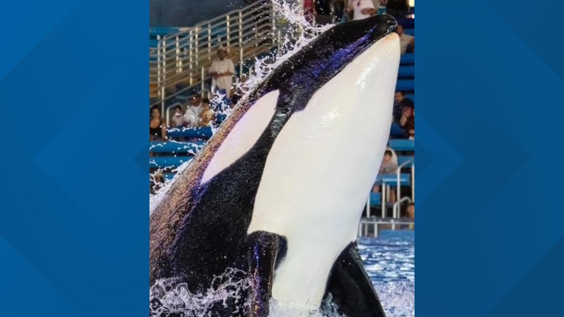 SeaWorld San Antonio mourns death of orca Kamea | khou.com