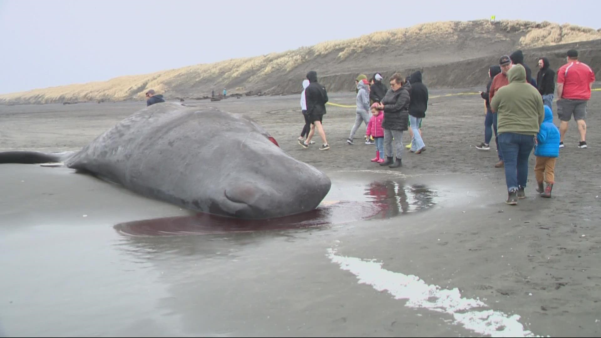 40-foot-long whale washed up on the Oregon coast | khou.com