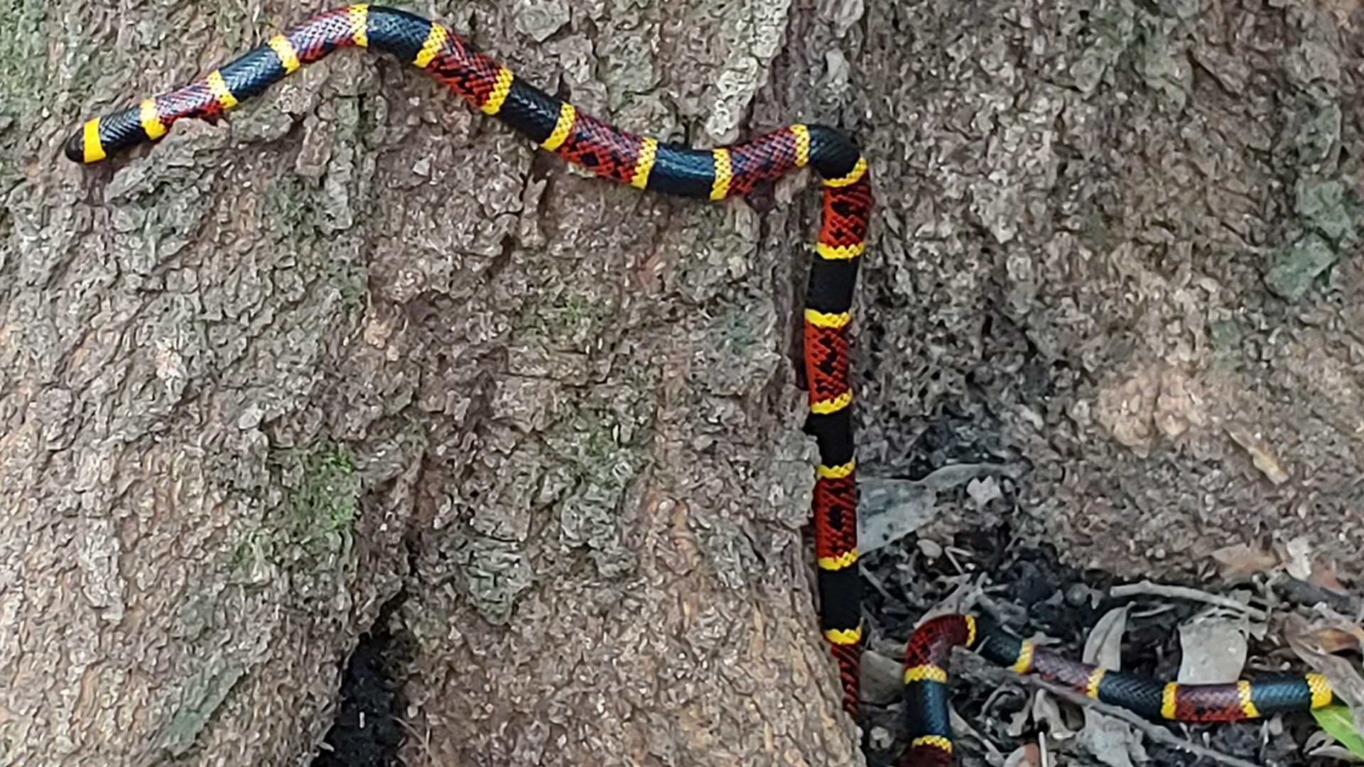Coral snake sighting in Memorial Park along popular trail | khou.com