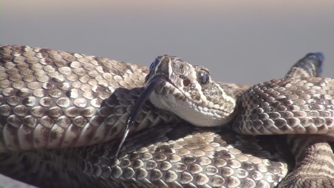 Snakes in Texas: What to do when you see a snake | khou.com