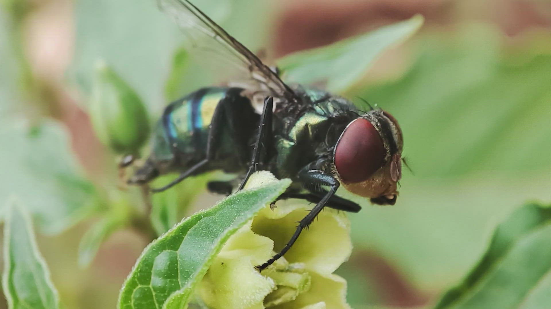 Texas launches new weapon to protect cattle industry from deadly ...
