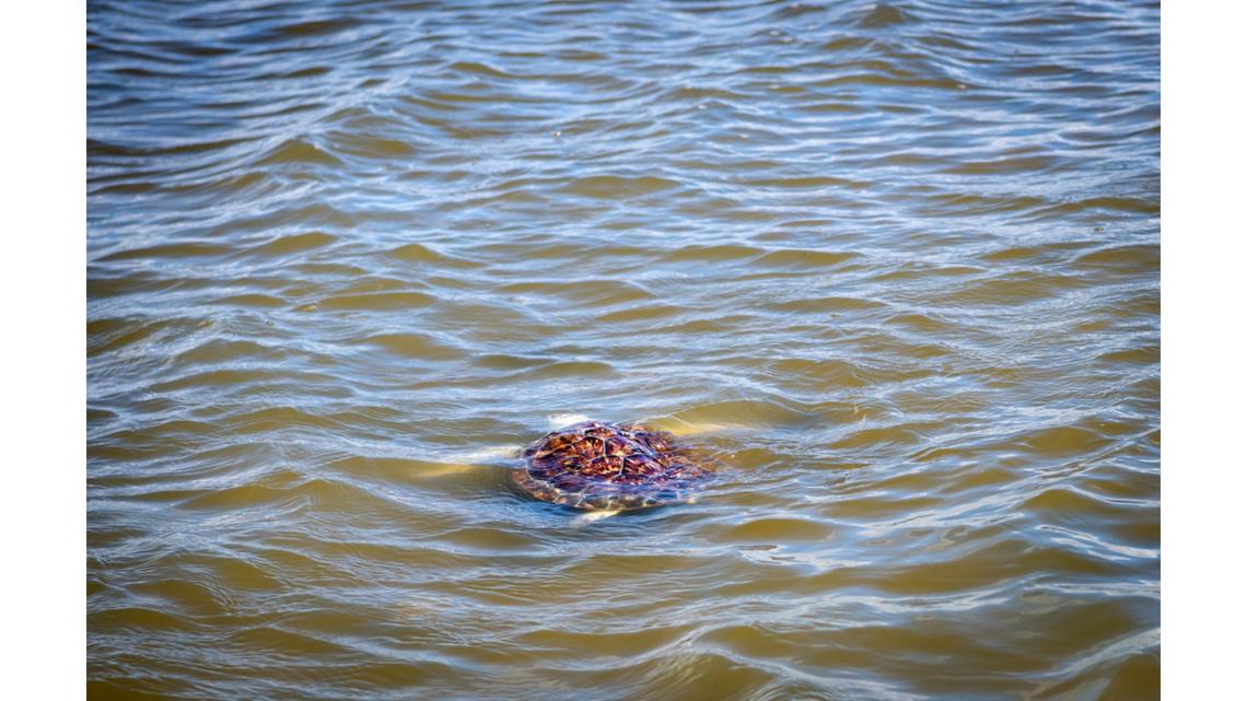 Houston Zoo releases sea turtles back into the wild | khou.com