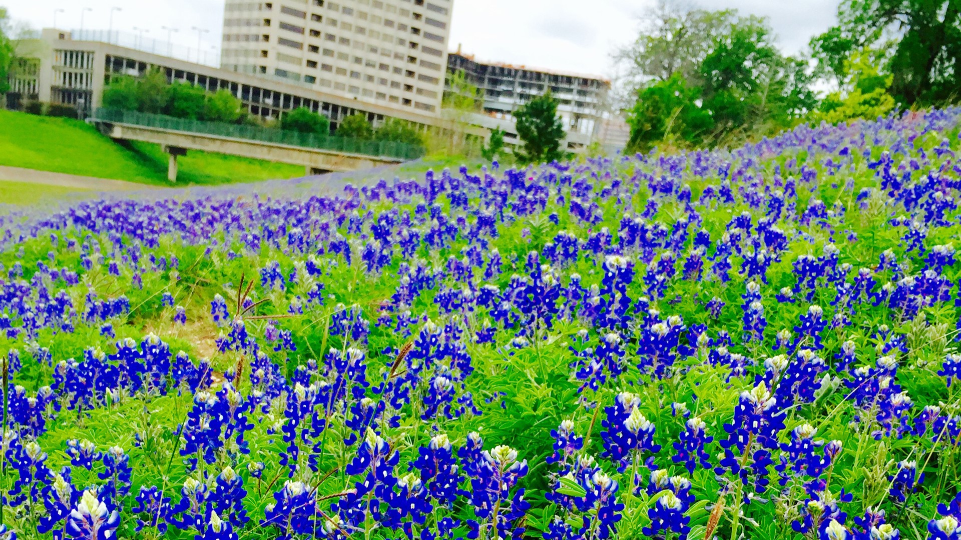 Where are the best places near Houston to see wildflowers? | khou.com