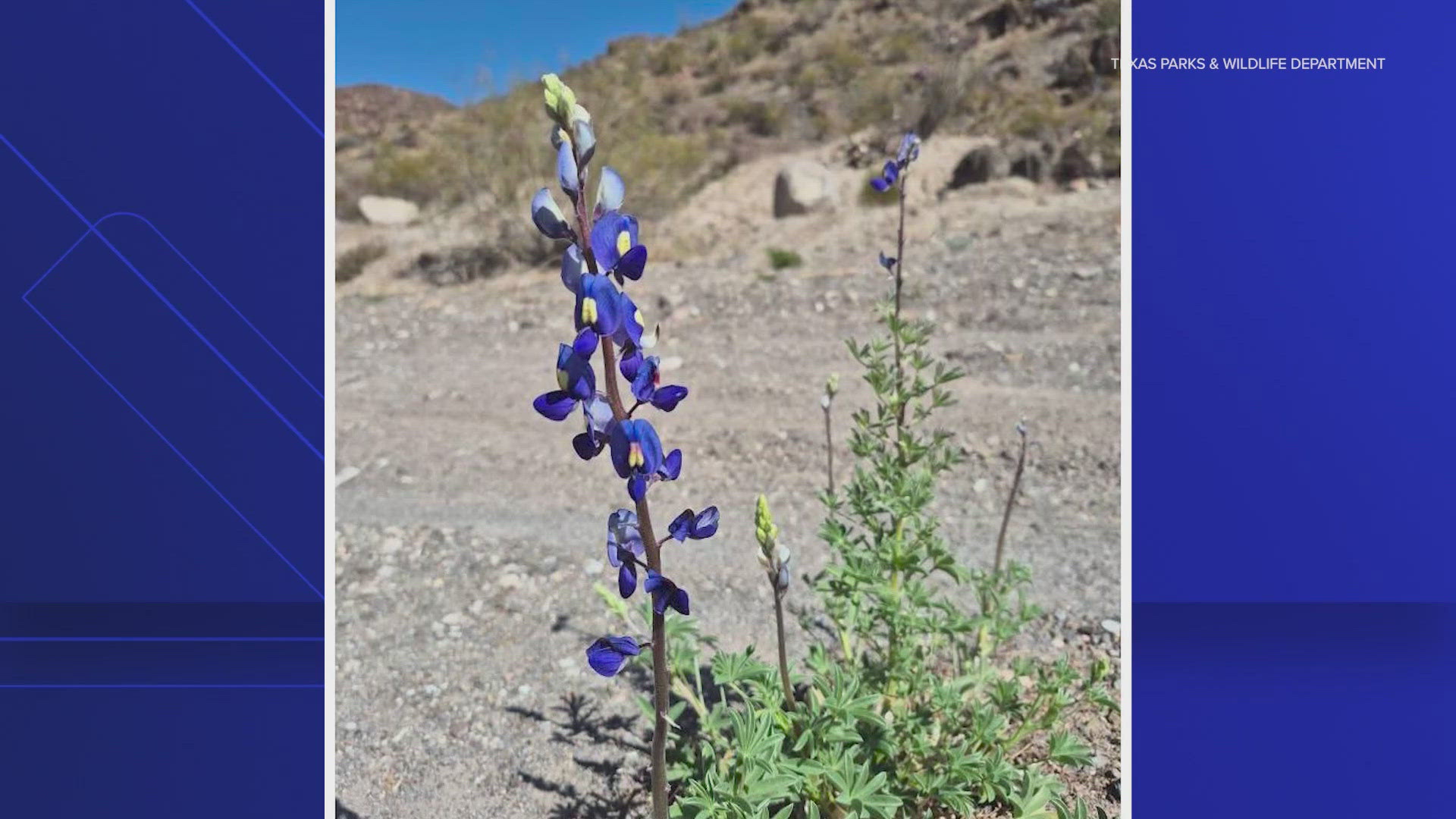 Texas bluebonnets are in bloom | khou.com