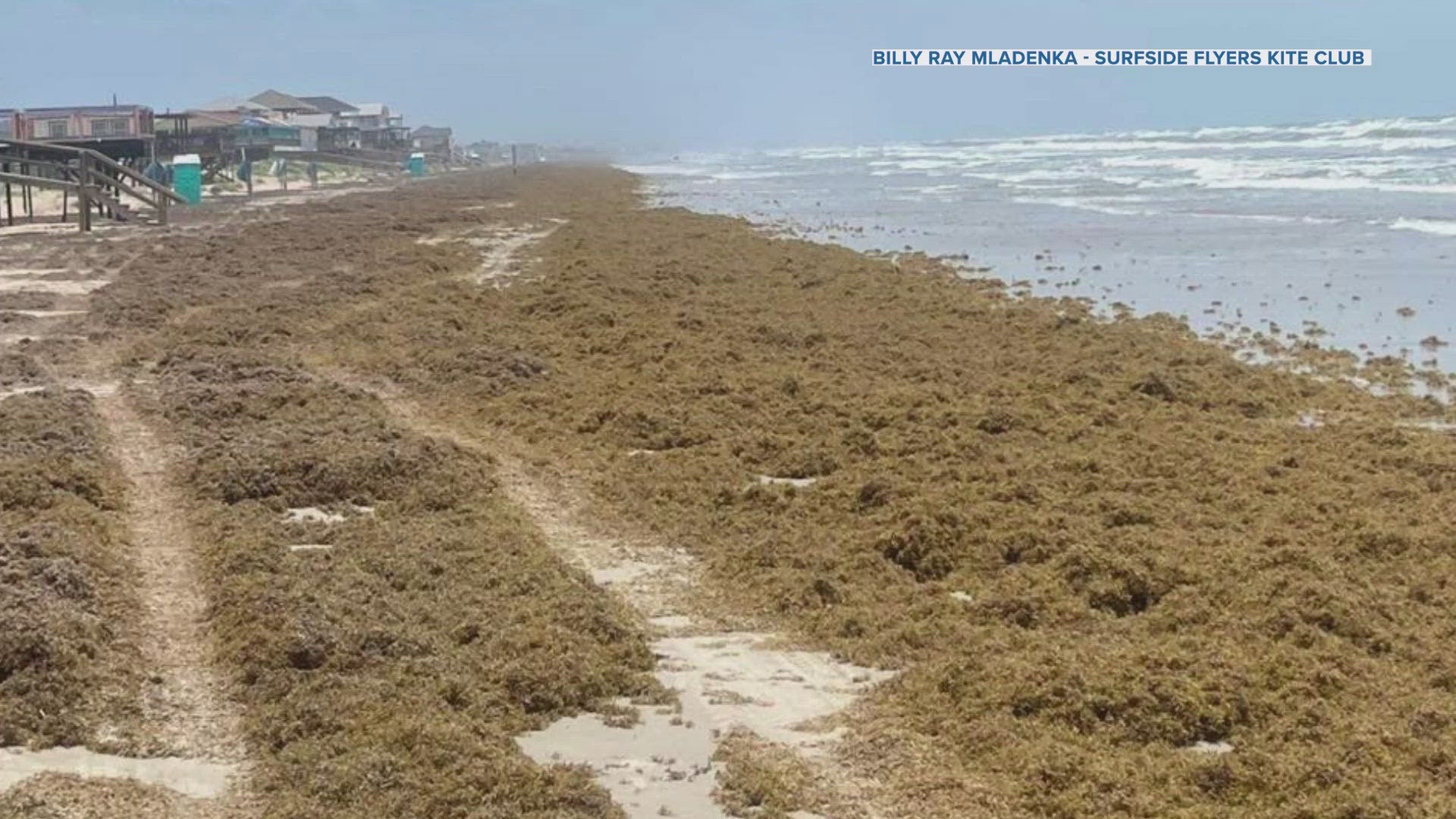 Freeport pauses seaweed cleanup at Bryan Beach to protect nesting sea ...