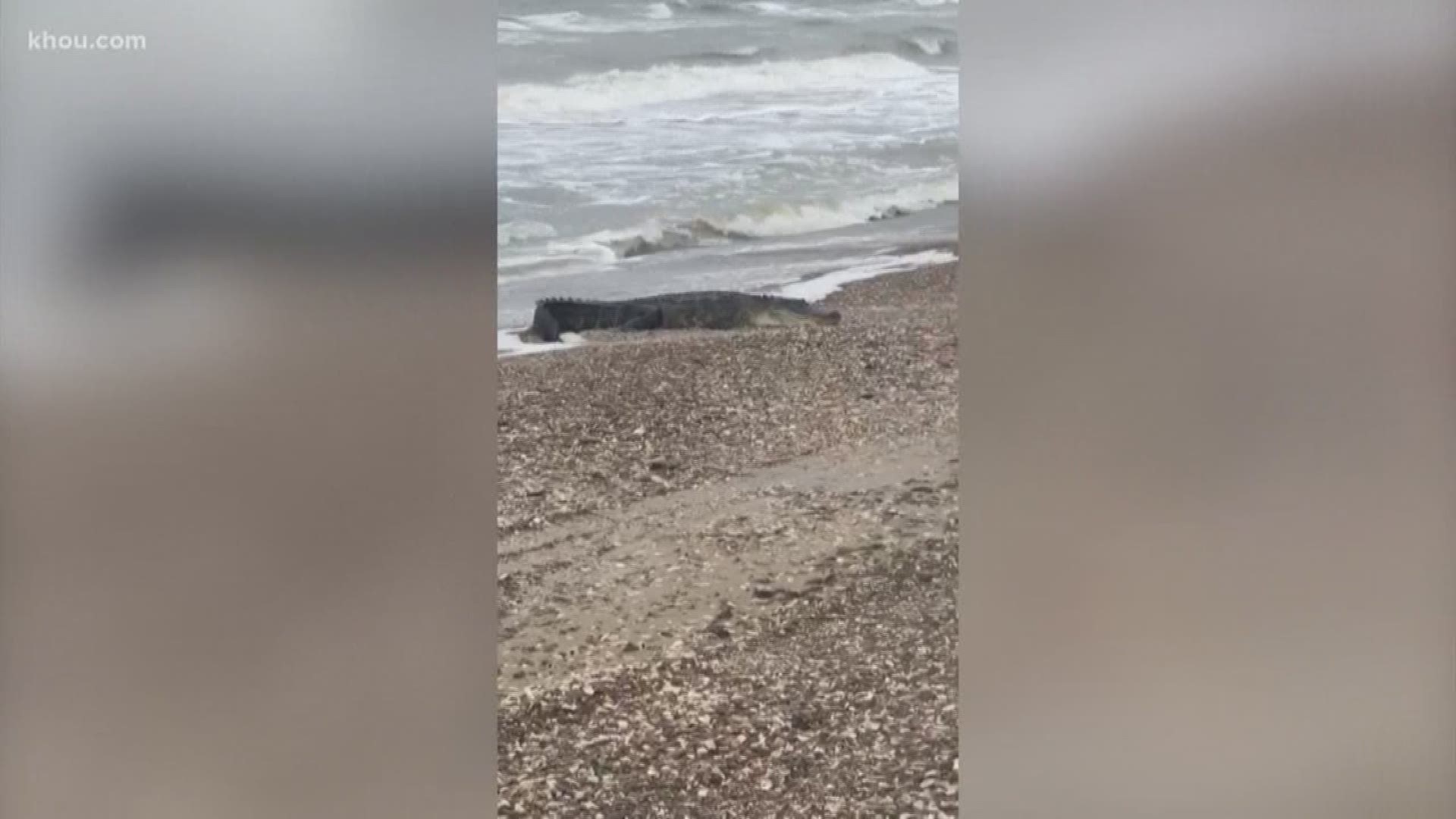 Alligator at the beach: Gator spotted at Bolivar Peninsula | khou.com