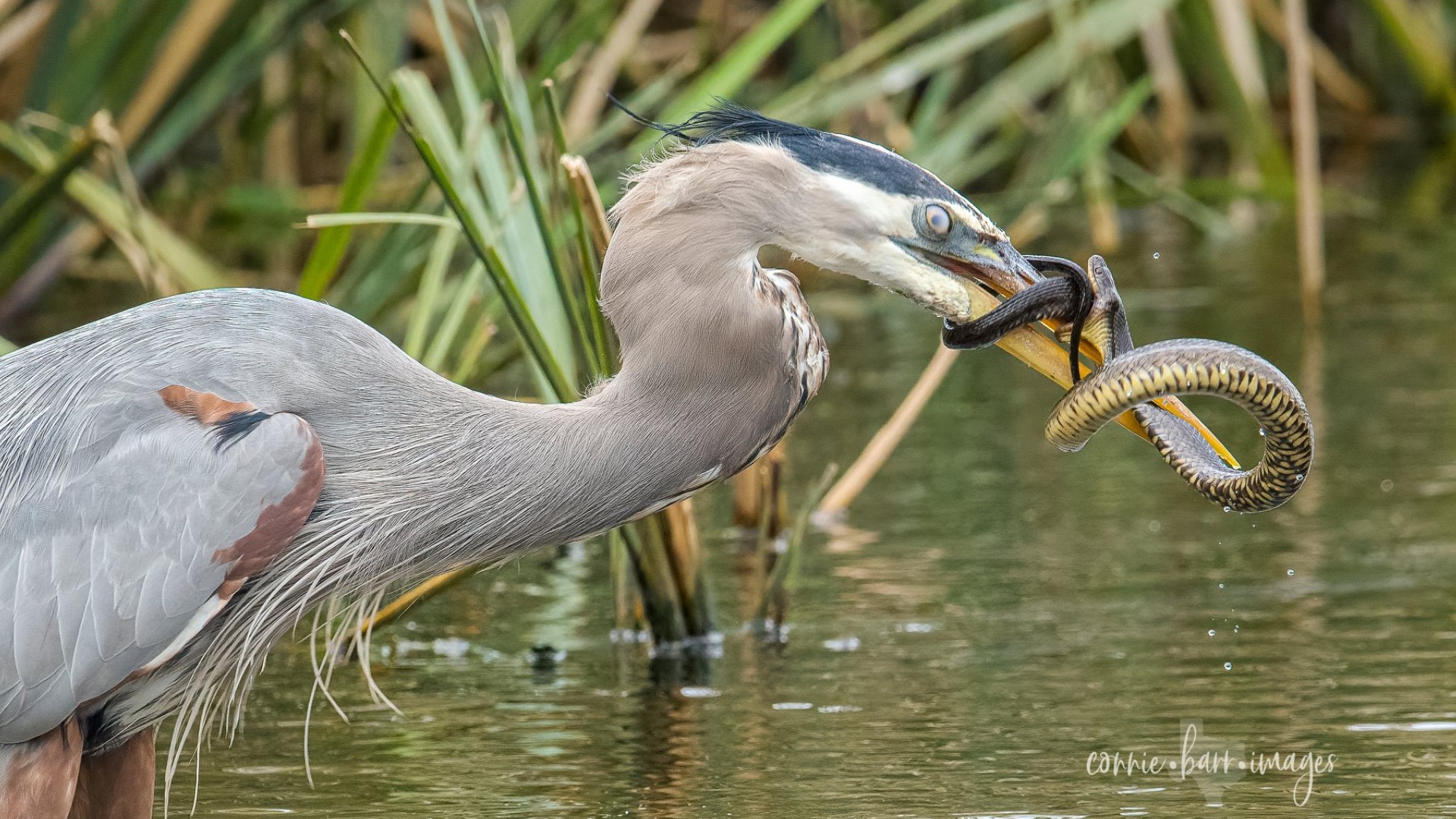 Photos of Great Blue Heron wrangling snake at Brazos Bend park | khou.com