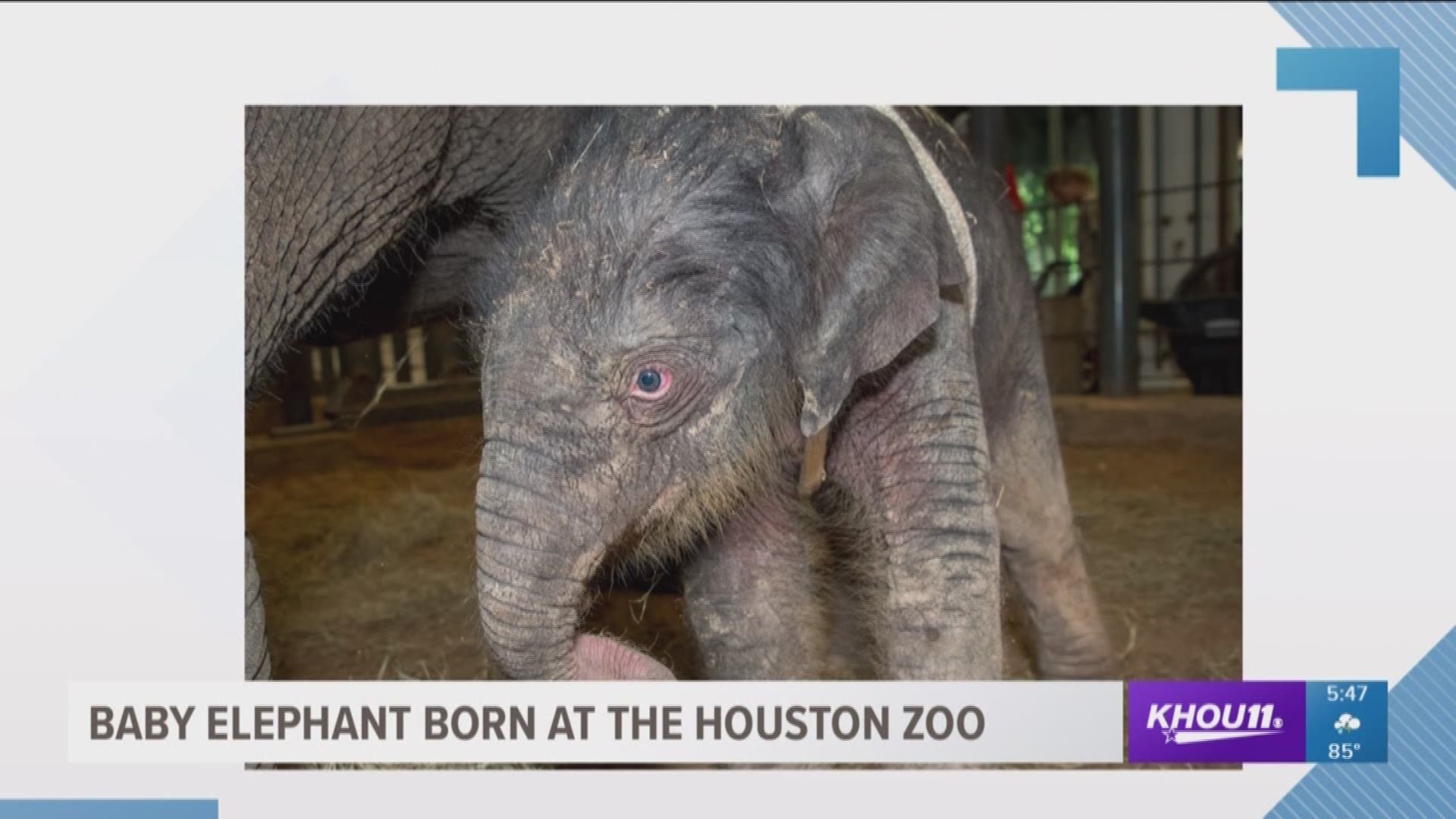 Meet Tilly: Baby elephant born at Houston Zoo! | khou.com