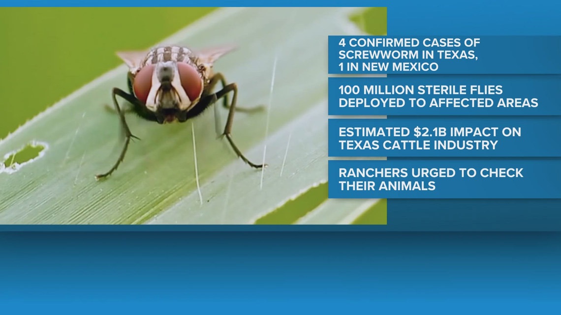 Texas screwworm cases rise as agriculture industry ramps up response ...
