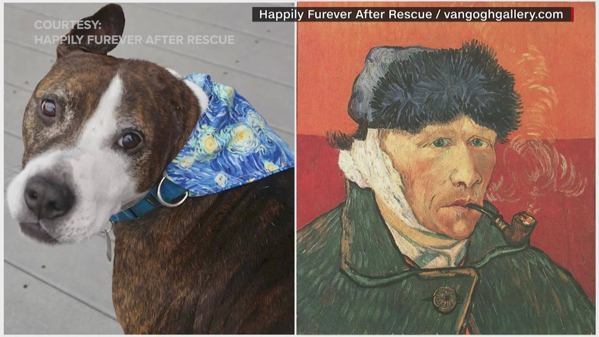Vincent Van Dog? One-eared pup has an eye for painting | khou.com